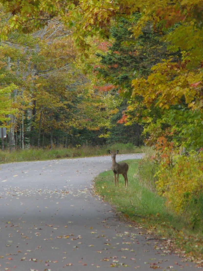 Gov Would Let Land Owners Run Deer Hunts On Their Property - WPR