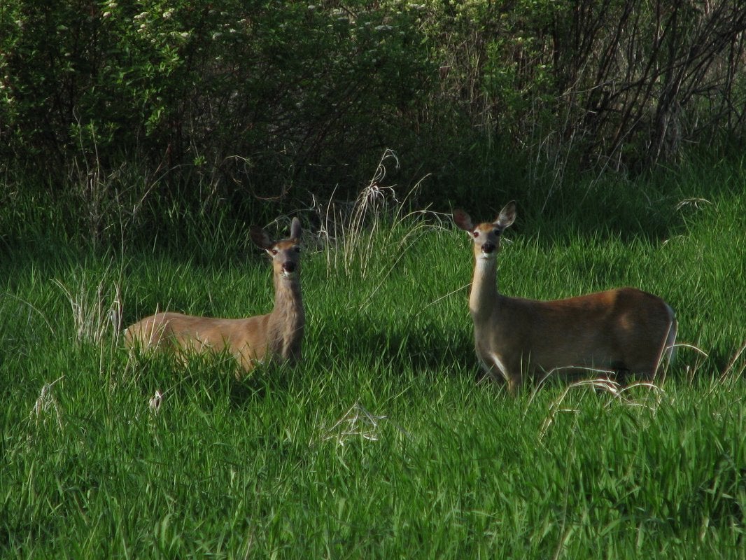 Higher Numbers Of CWD-Infected Deer In Iowa Co. Worry Wildlife ...