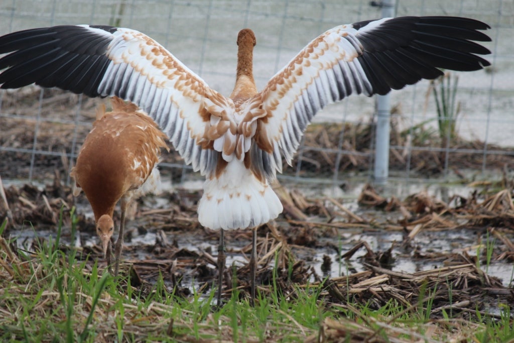 Whooping cranes lift off from new training site - WPR