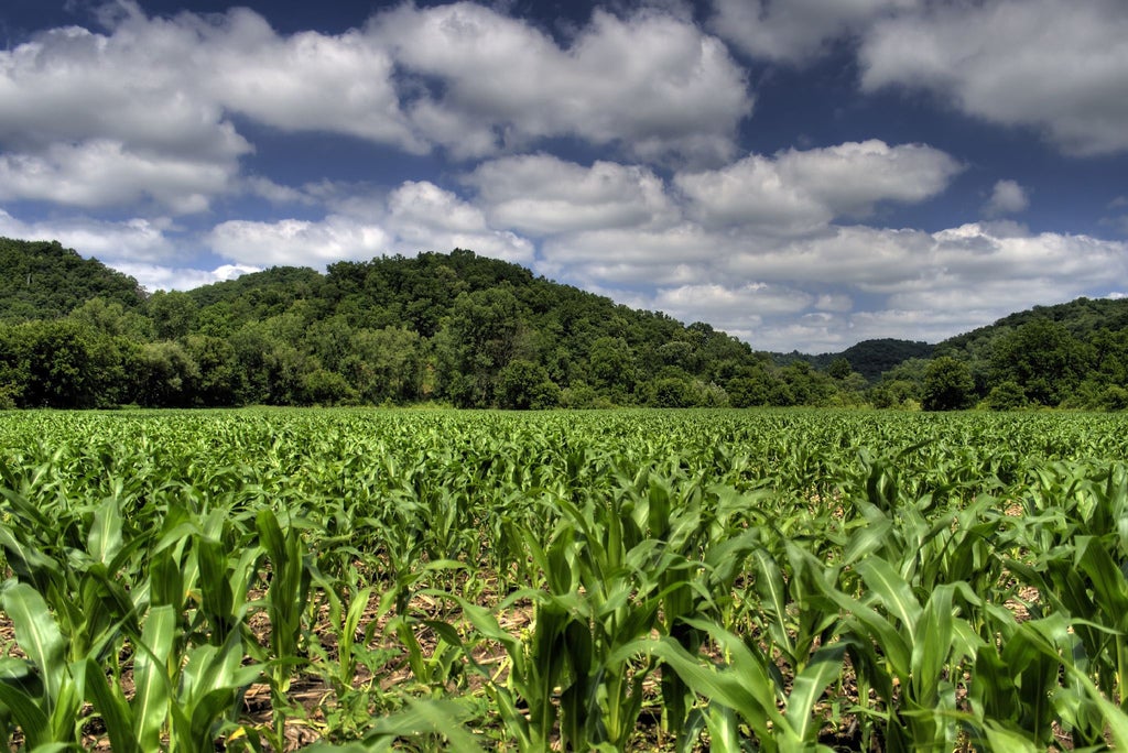 Consumers Call For GMO Labels; Farmers Cite Lower Pesticides, Less ...