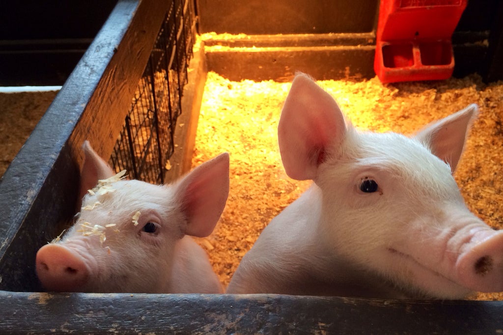 PED Virus Continues Killing Young Pigs - WPR