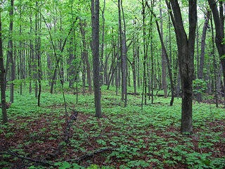 Garden Talk: Learning From The UW Arboretum's Success - WPR