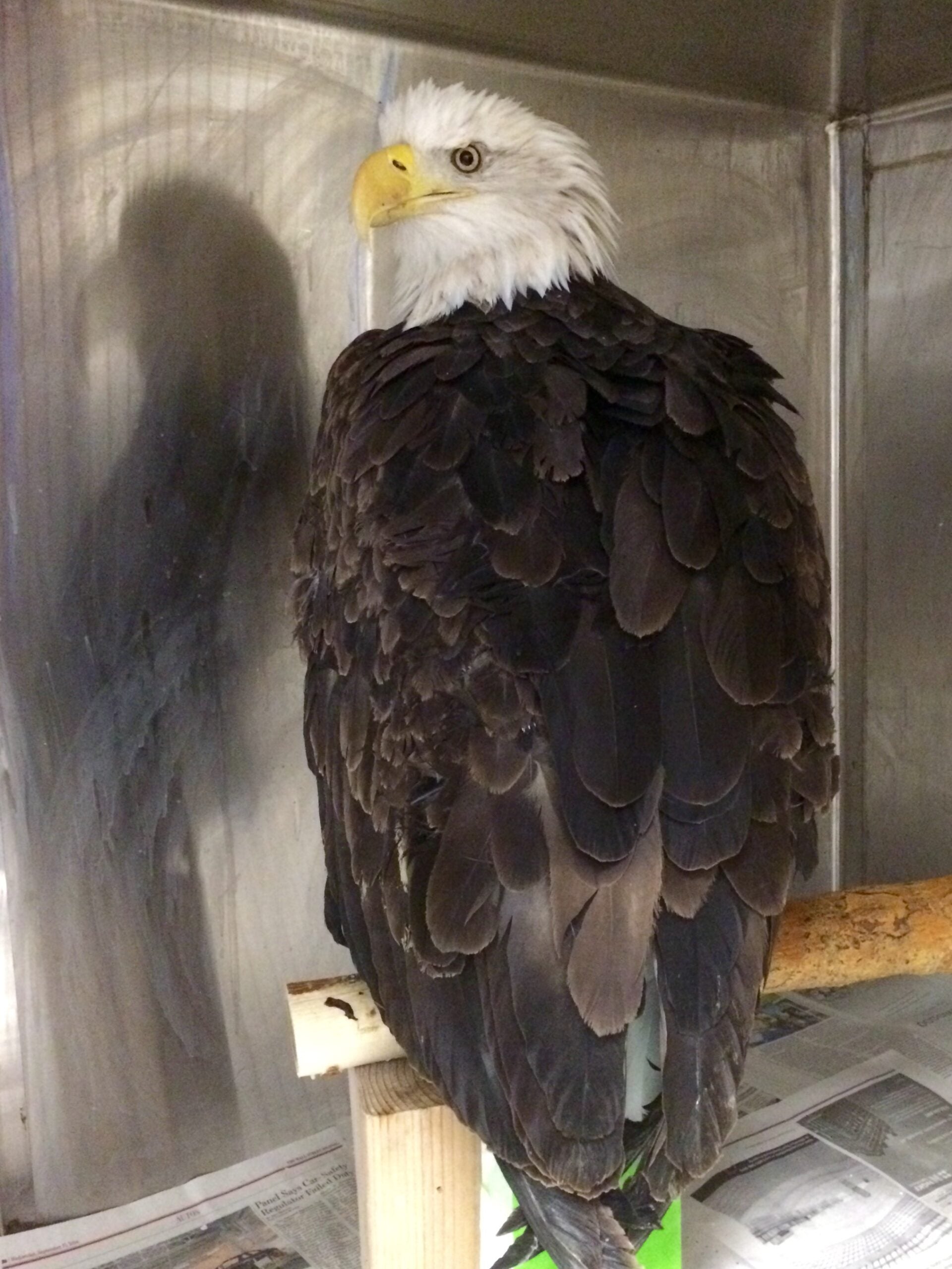 Wildlife Rehabilitation And Poisoned Eagle Update - WPR