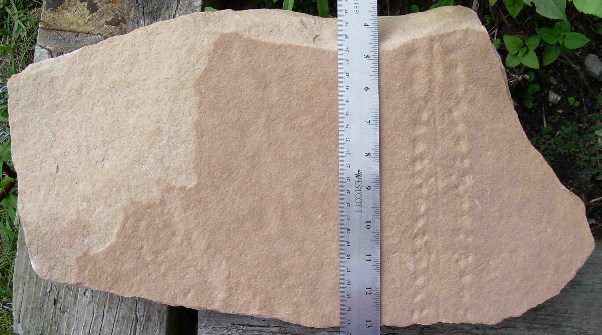 "Solving The Mystery Of The First Animals On Land" - WPR