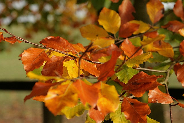 The Science Of Fall Leaves And More - WPR