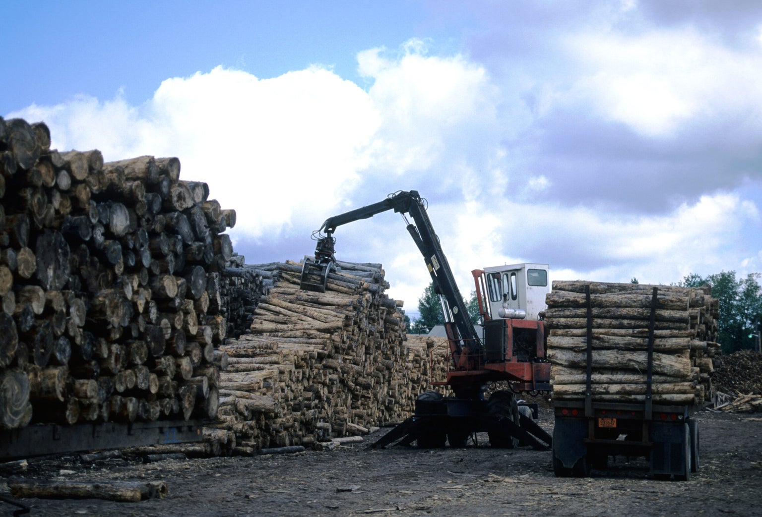 Wisconsin may see more logging of national forest land under Trump ...