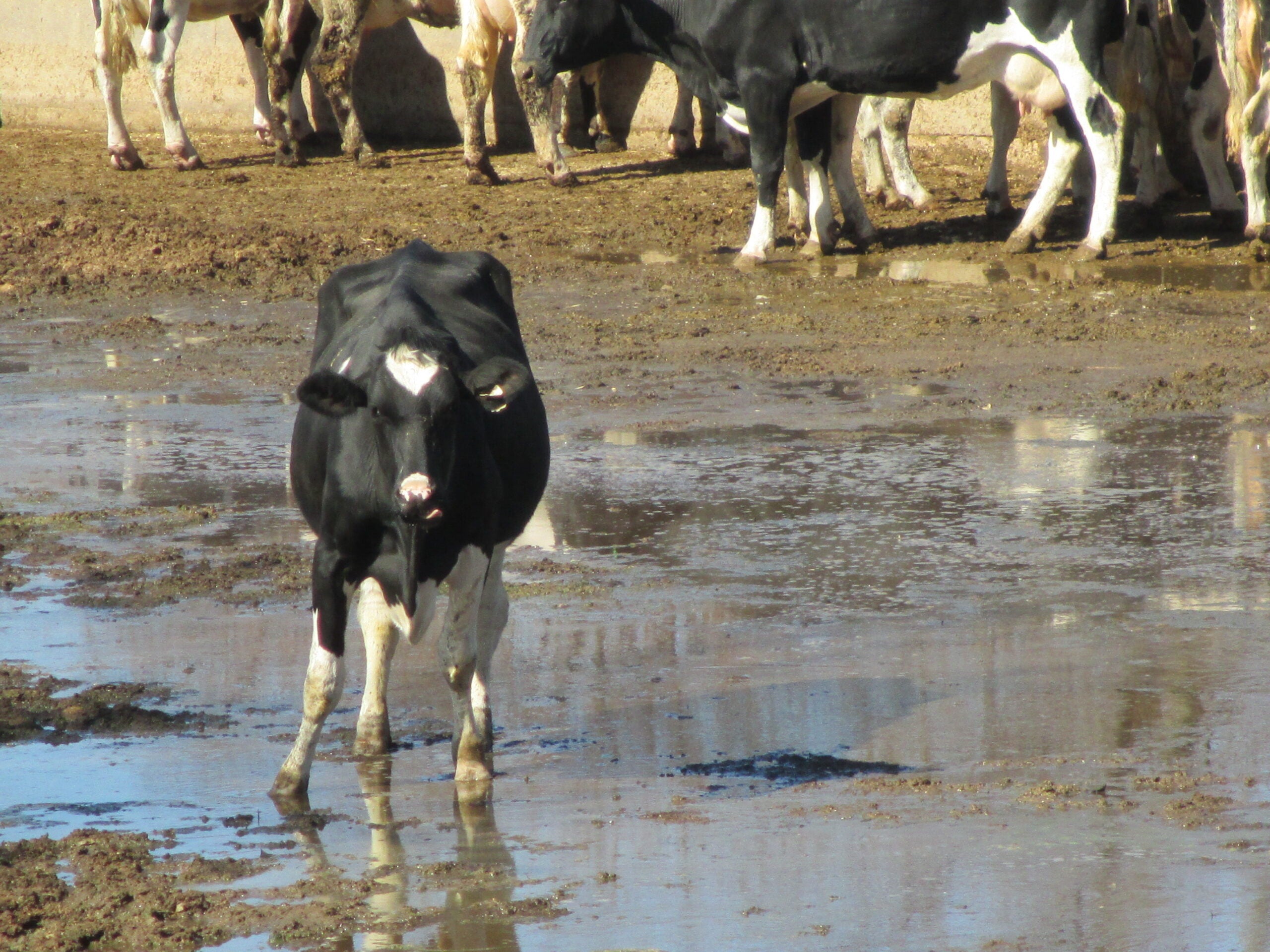 Judge: DNR Must Regulate Large-Scale Dairy Farm - WPR