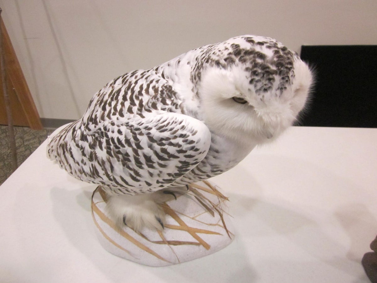 See Photos Of Snowy Owls Near Horicon - WPR