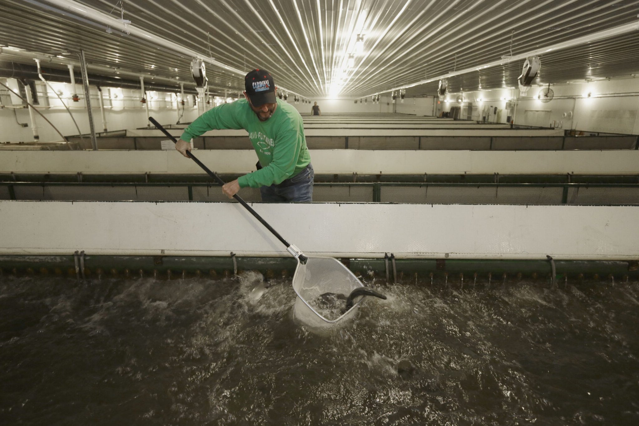 Parasite known to cause disease found for the first time in wild ...