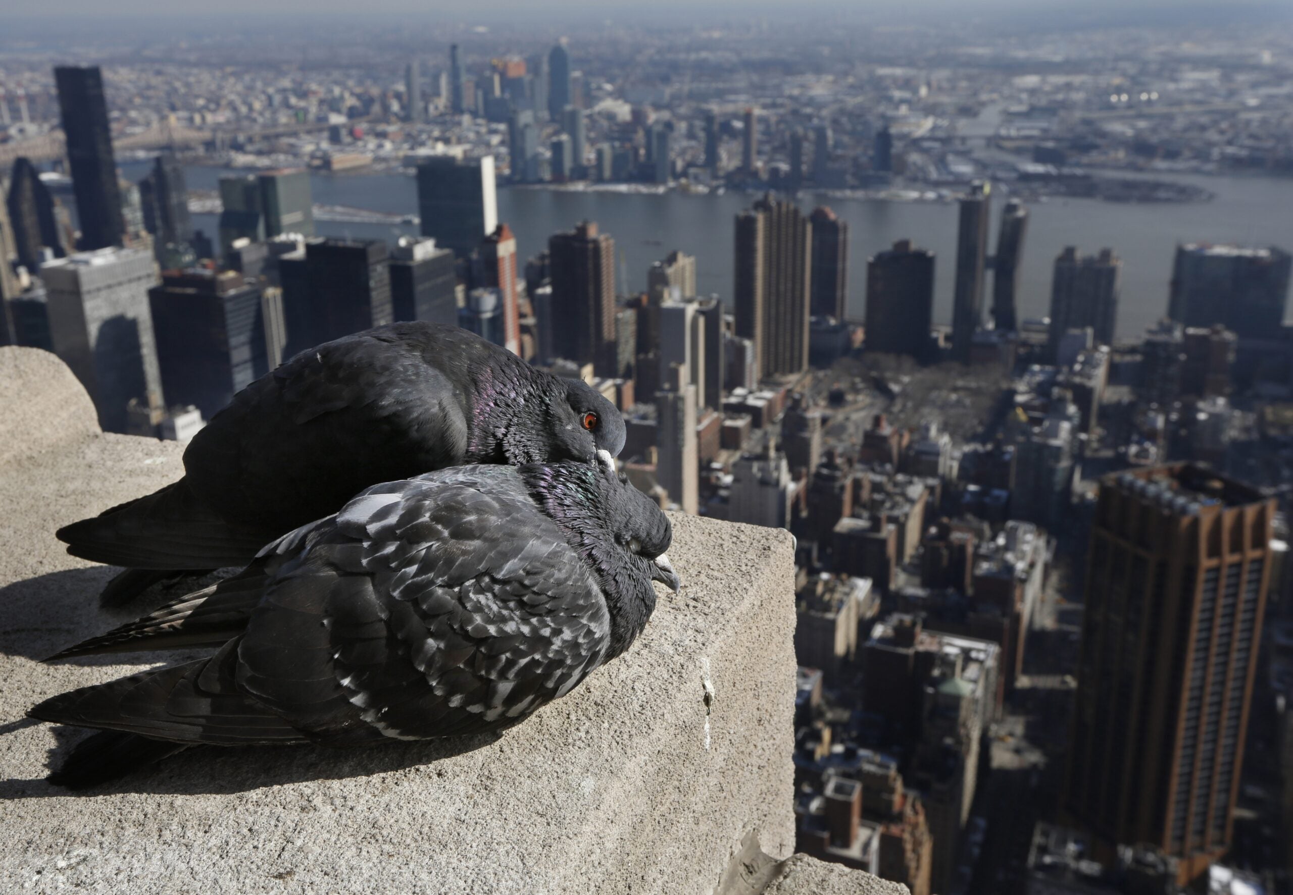 How Do Urban Areas Affect Animals? - WPR