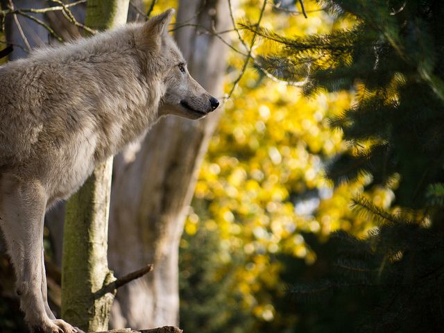 DNR: No release date for new wolf management plan - WPR