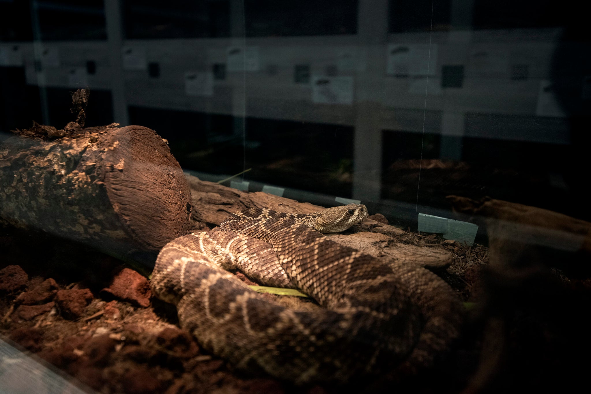 Just A Few Labs Produce Snake Venom Used To Make Antivenom. One Is In ...