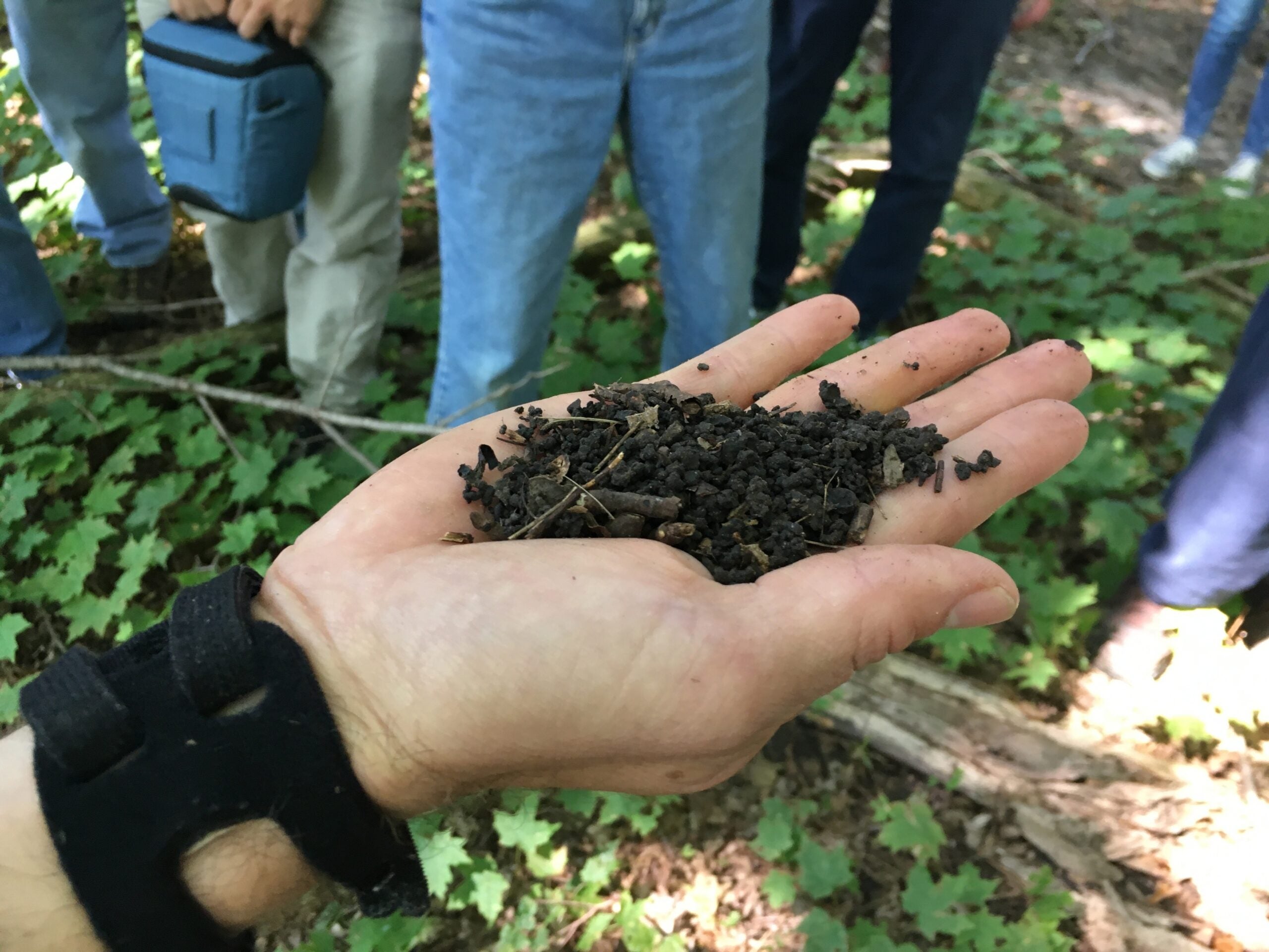 The Lowdown On Earthworms - WPR
