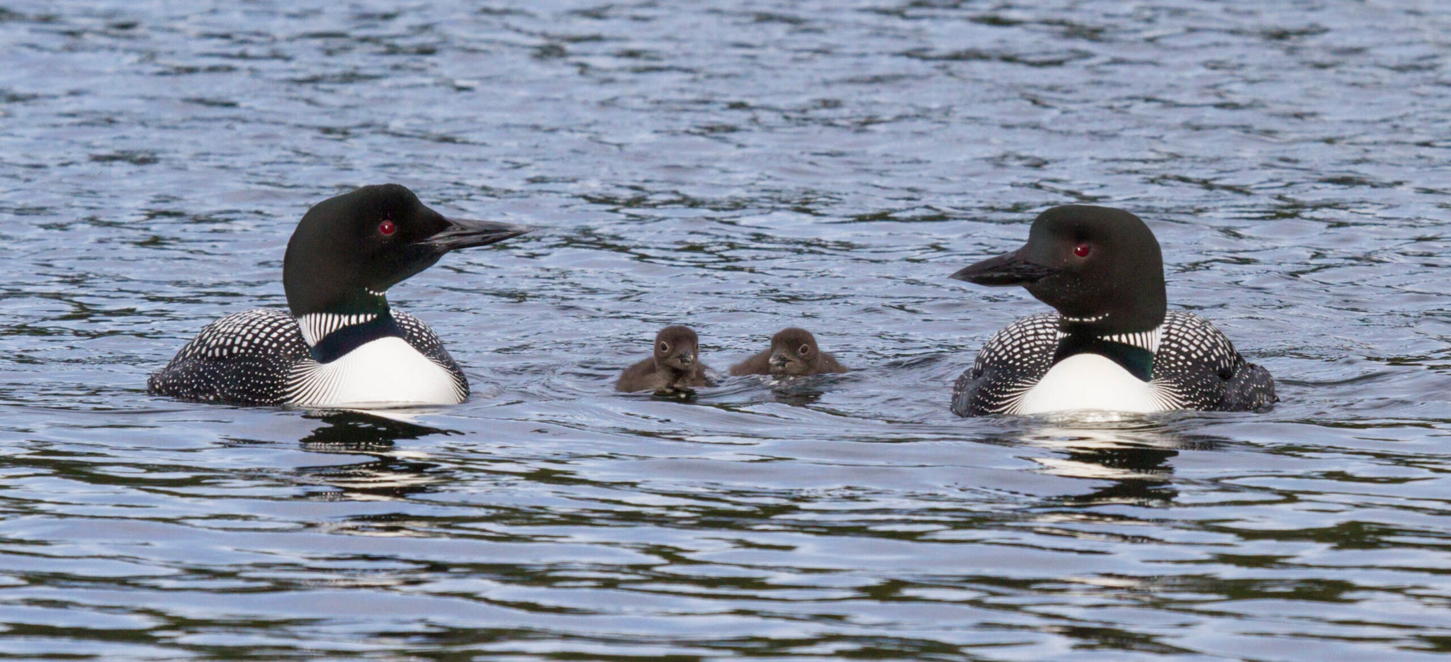Fascinating Facts About Loons From A Biologist Who's Studied Them For ...