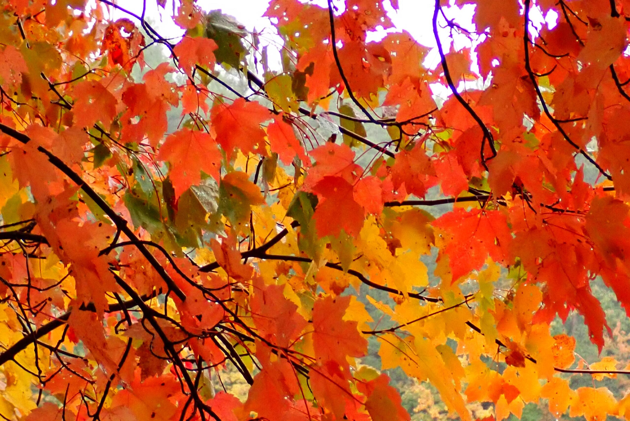 November Scenes & New Releases - WPR