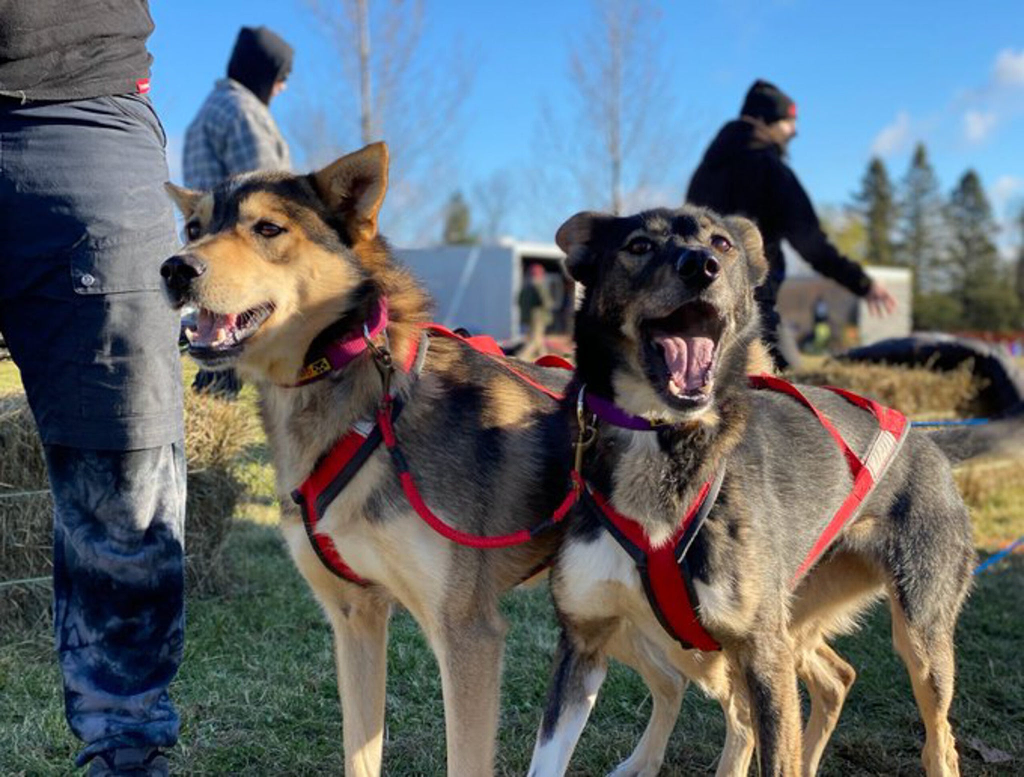 Adventure, goofiness and trail snacks: Stories from the dog musher's ...