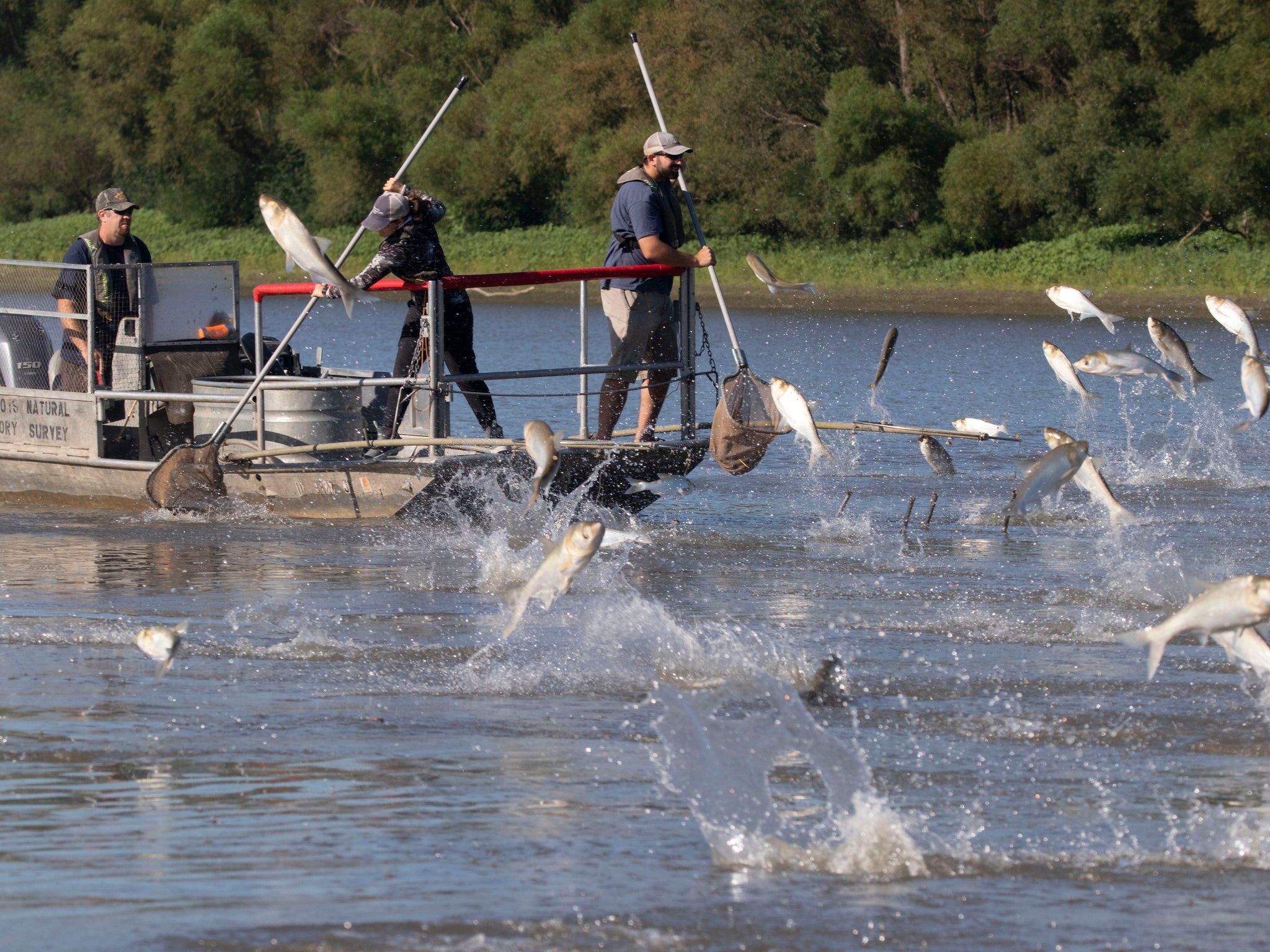 Illinois delays project to keep invasive carp out of Great Lakes, cites ...