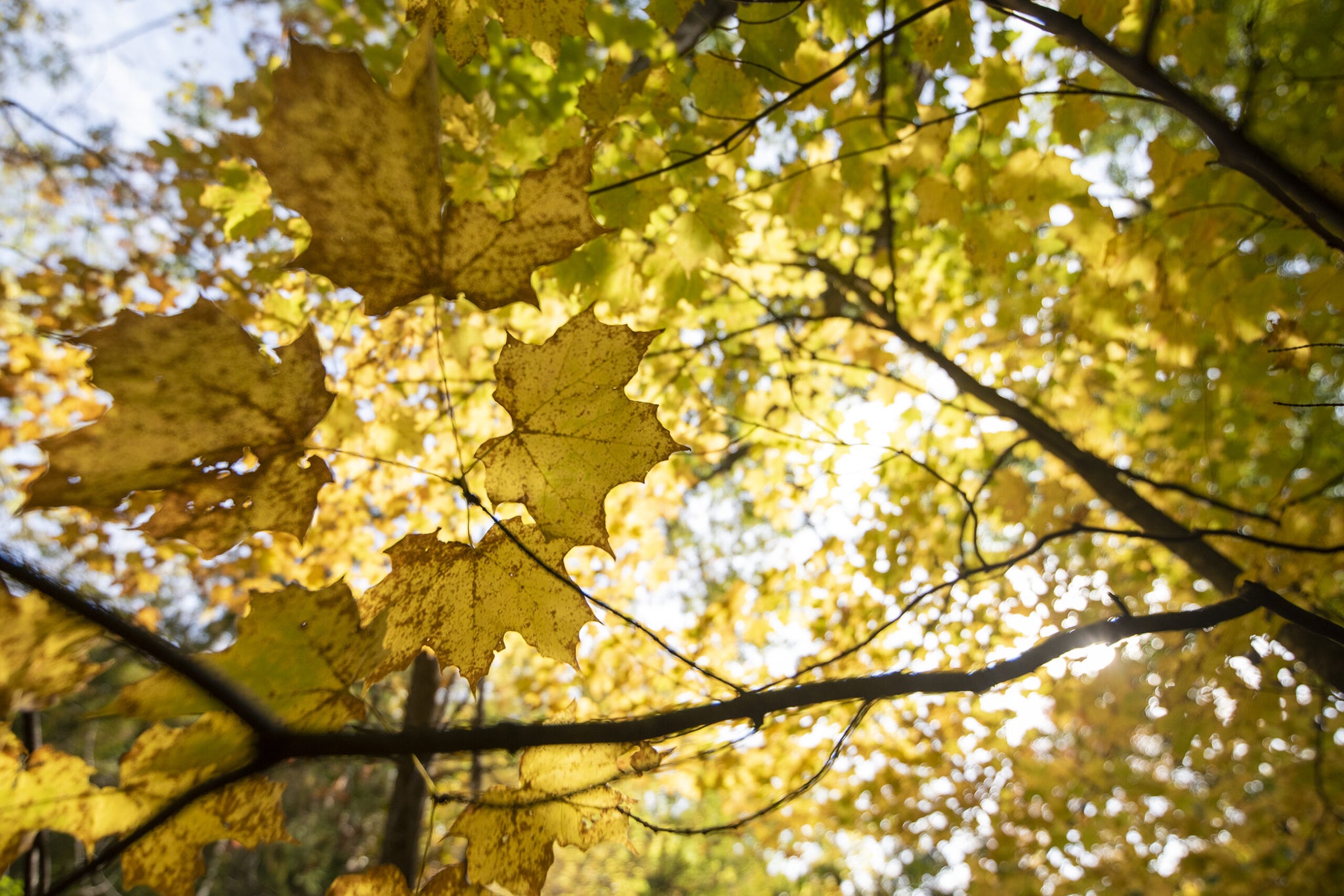 Fall colors 2022: Wisconsin leaf-peepers visit top spots for peak ...