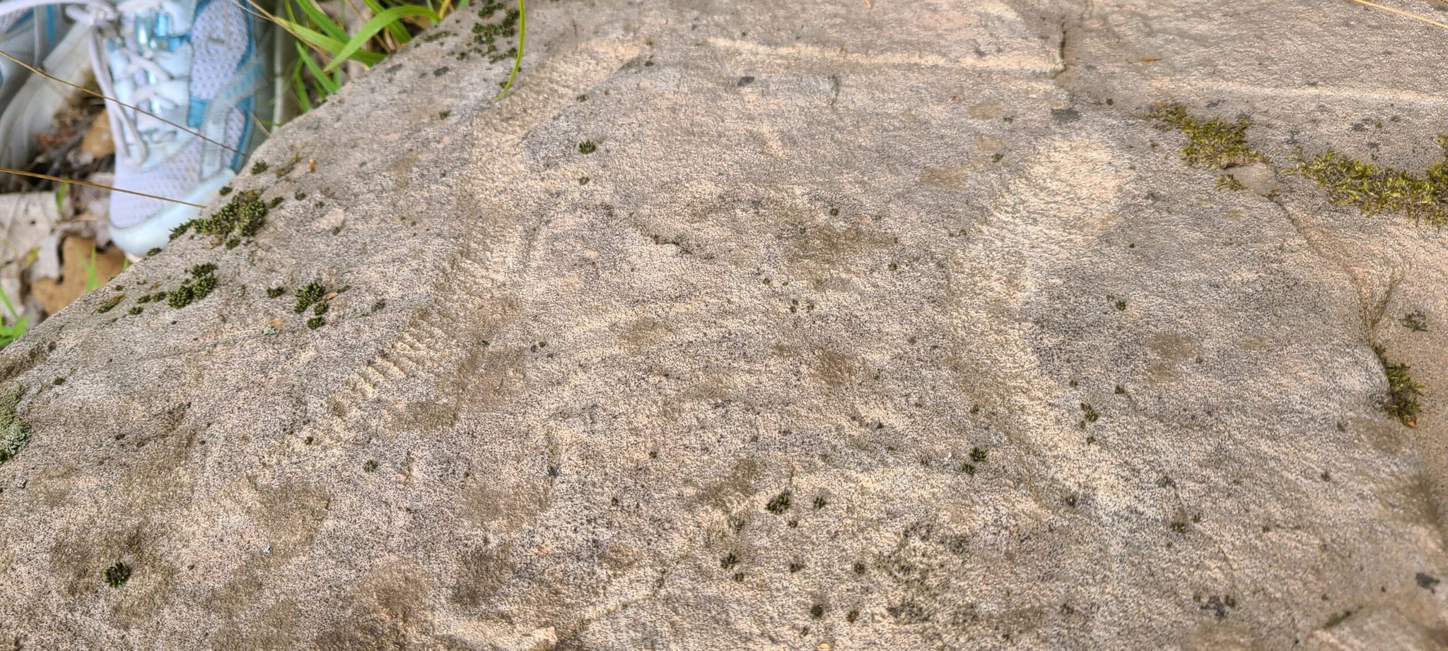 Class discovers trace fossil in rocks dating back more than 500M years ...