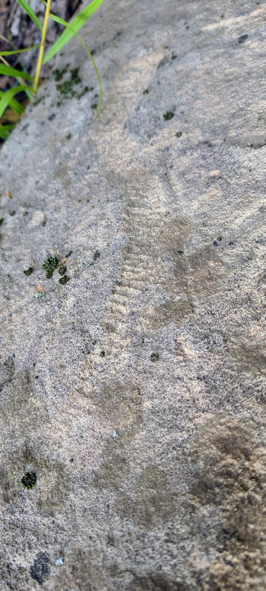 Class discovers trace fossil in rocks dating back more than 500M years ...