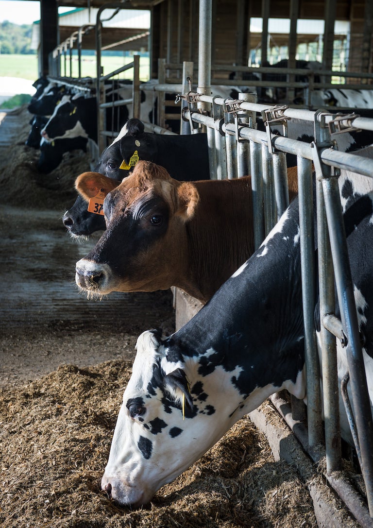130-year-old farm training program getting new life at UW-River Falls - WPR