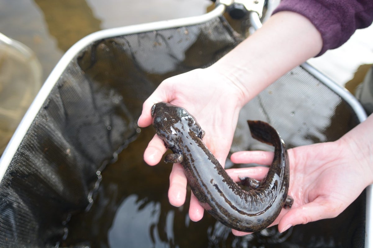 Wisconsin's only fully aquatic salamander, the mudpuppy, is the focus ...