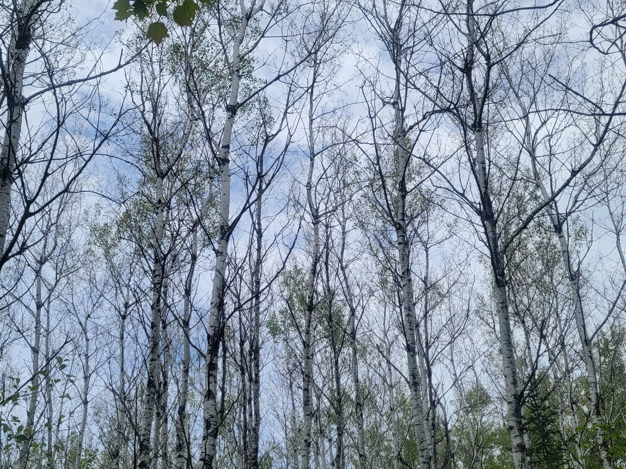 After record outbreak, Wisconsin could see another bad year for spongy ...