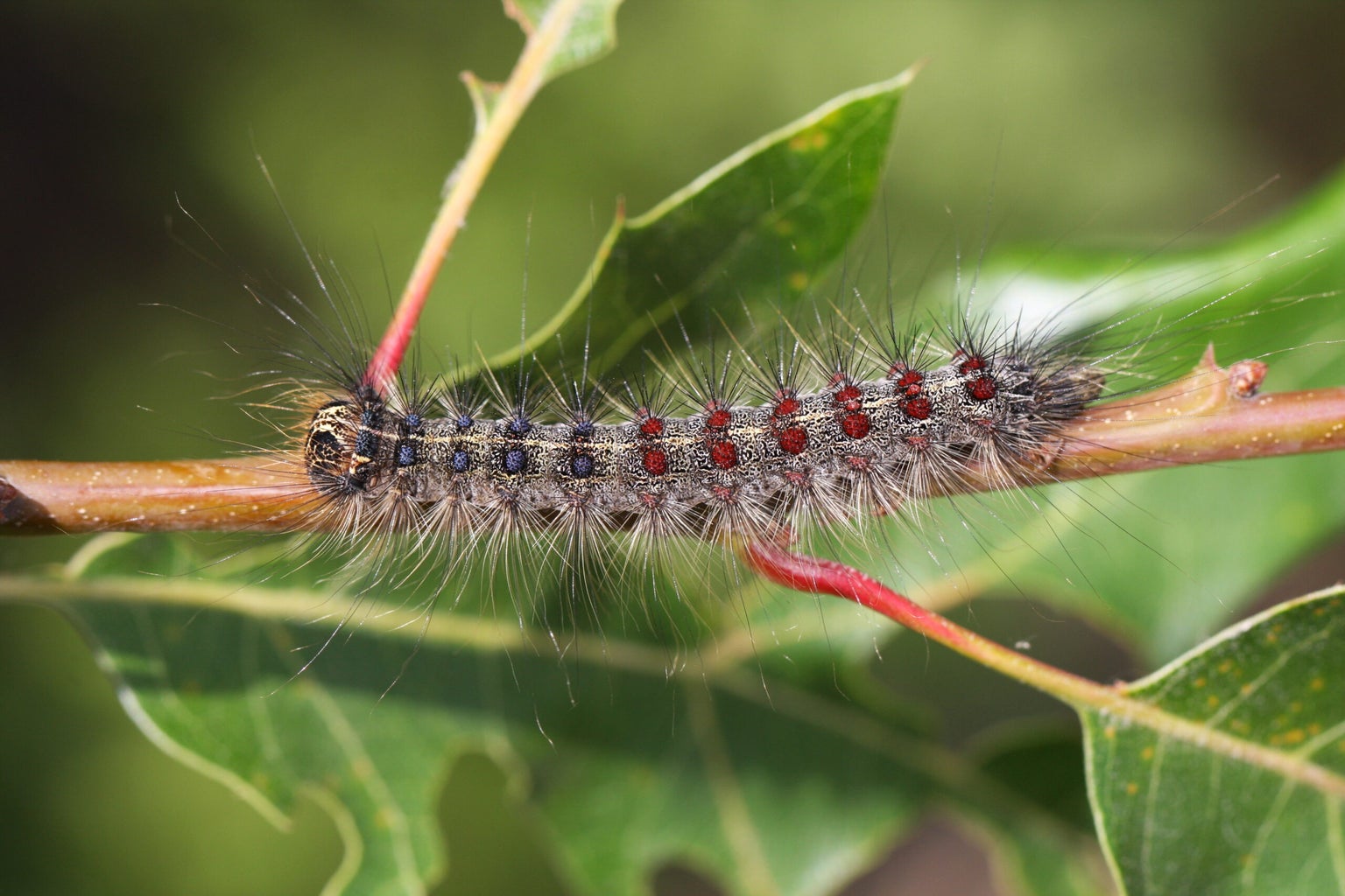 The Larry Meiller Show - WPR