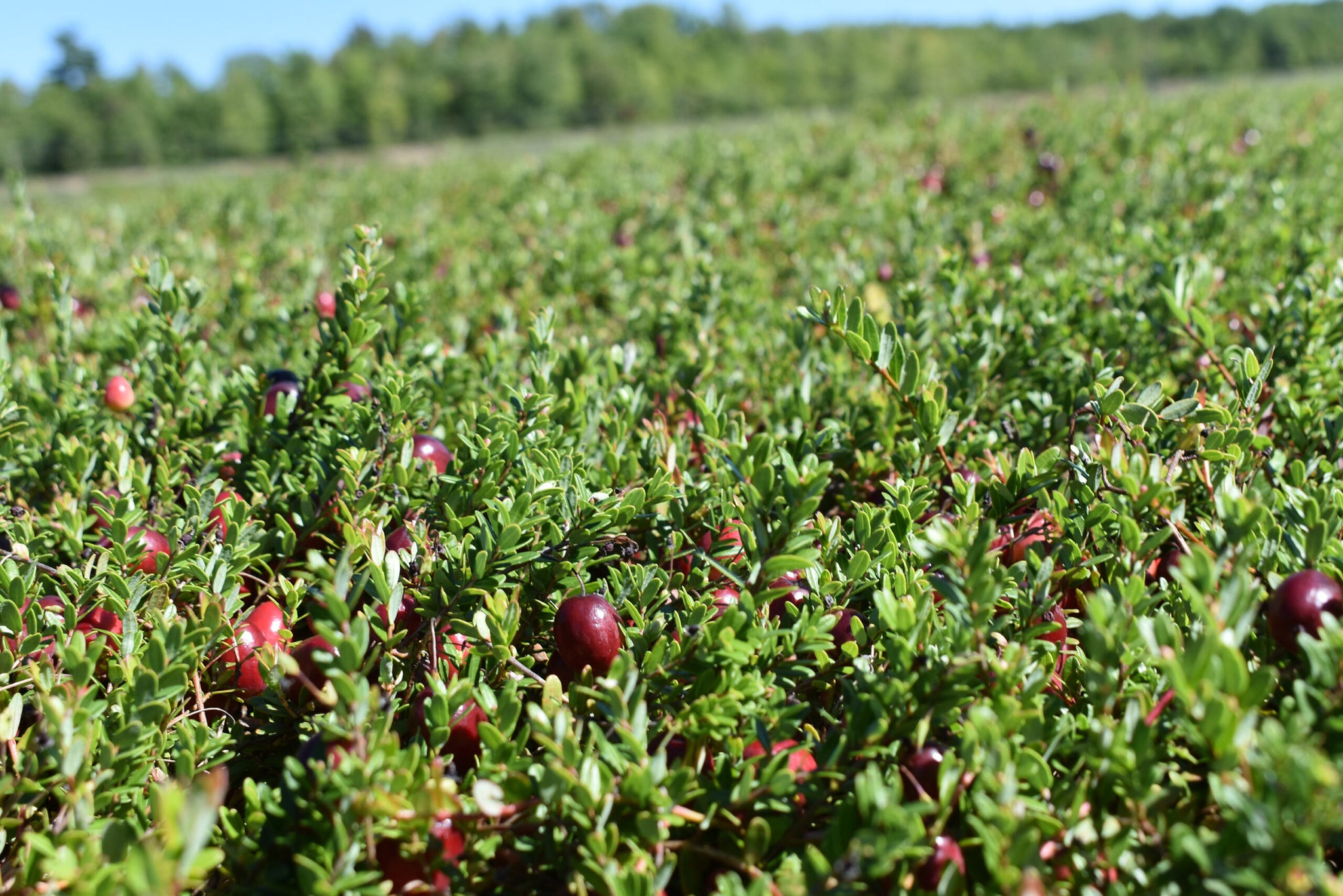Research helps Wisconsin cranberry growers identify effects from ...