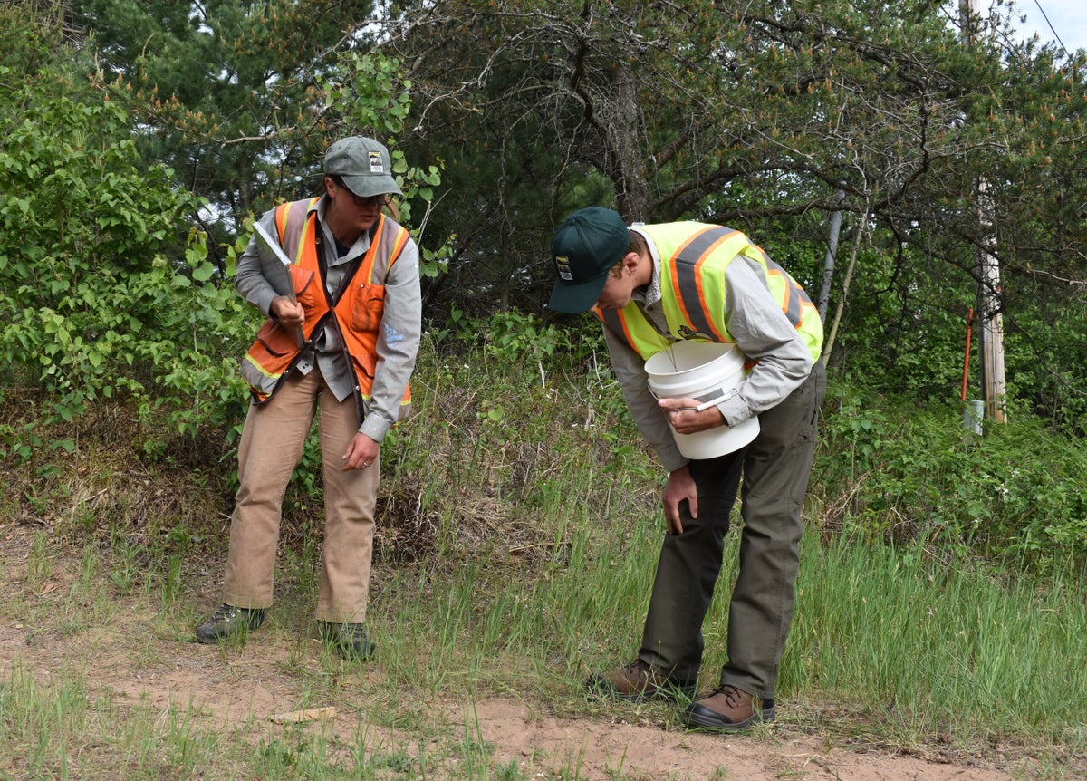 Wisconsin's wood turtles are a threatened species. Biologists are ...