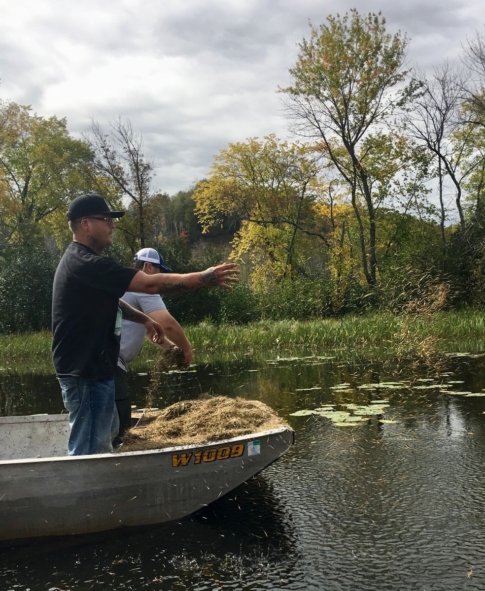 Canada geese are being euthanized to promote wild rice restoration in a ...