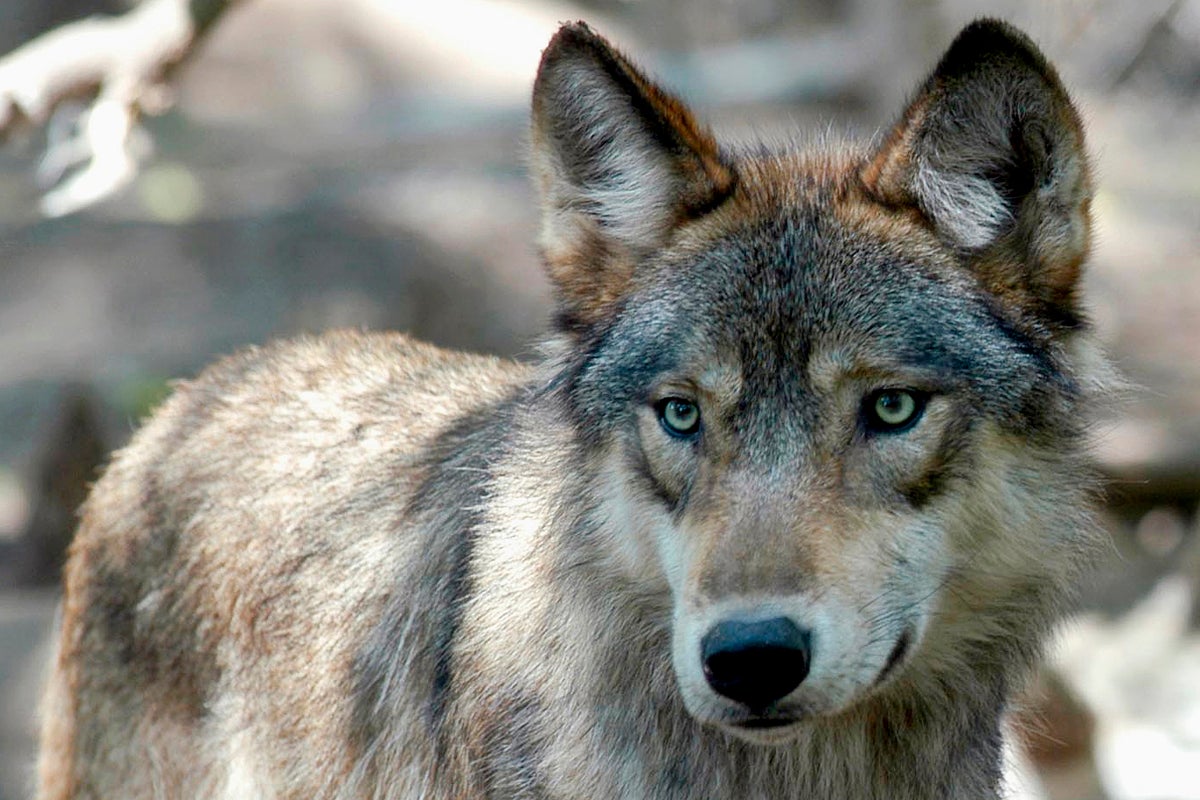 Wisconsin wolf harvest regulations debated amid effort to delist wolves ...
