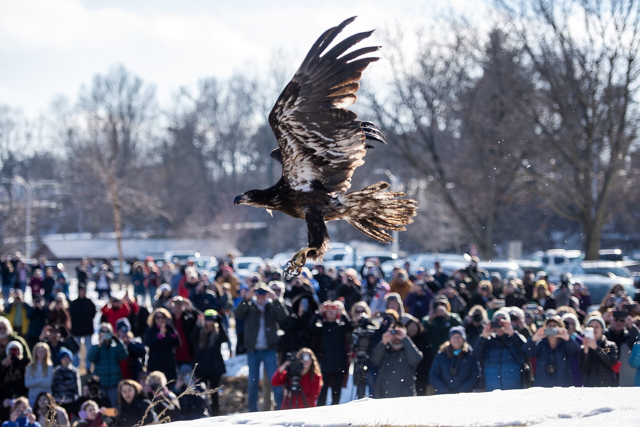 5 bald eagles returned to the wild after being rehabilitated by ...