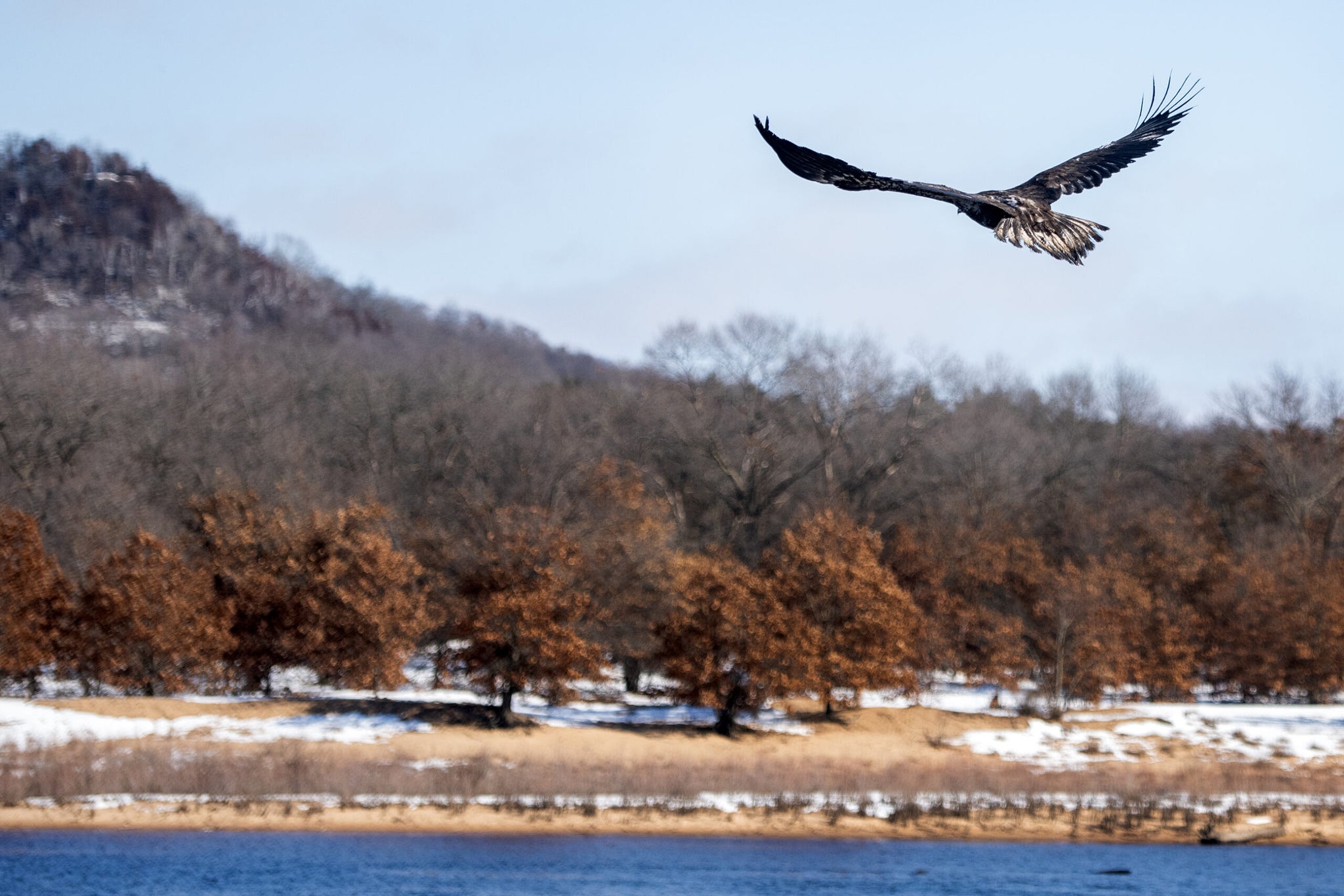5 bald eagles returned to the wild after being rehabilitated by ...
