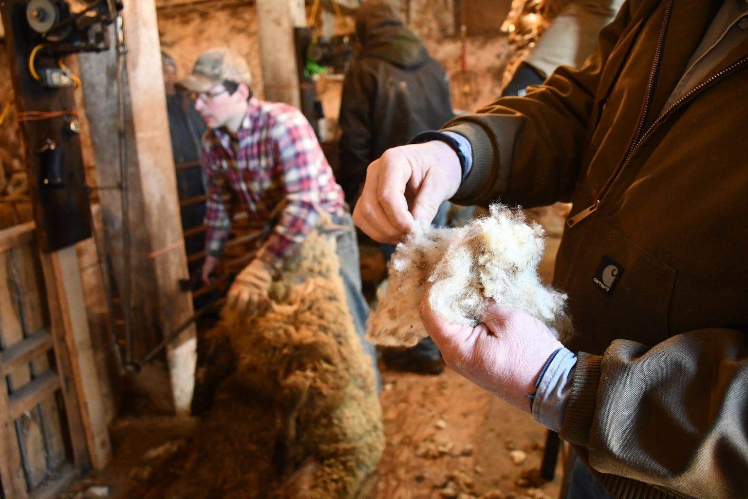 Family of Wisconsin sheep shearers reflects on novel role in Midwest ...
