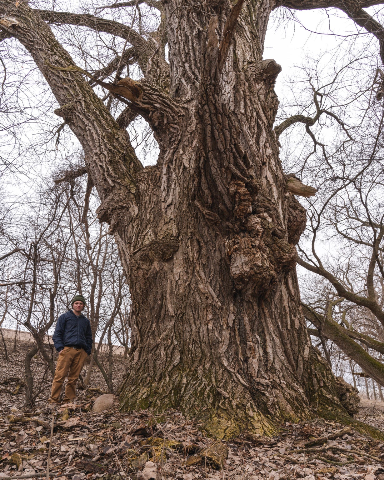 Searching for Wisconsin’s majestic champion trees - WPR