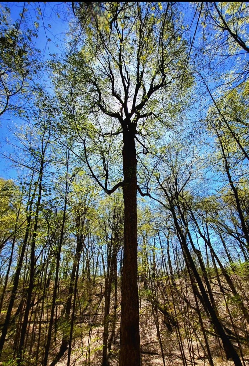 Searching for Wisconsin’s majestic champion trees - WPR