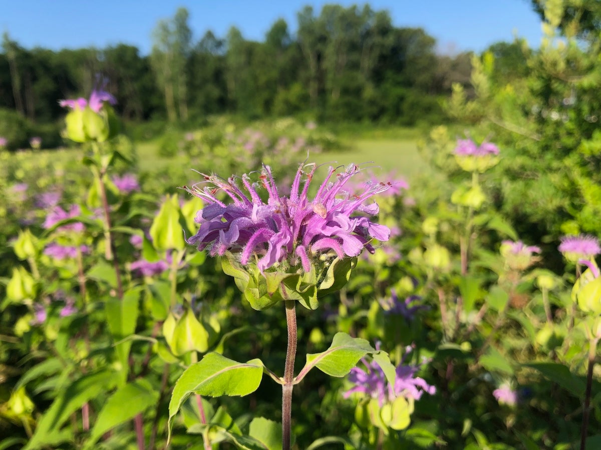 7 ways to identify and appreciate Wisconsin's wildflowers - WPR