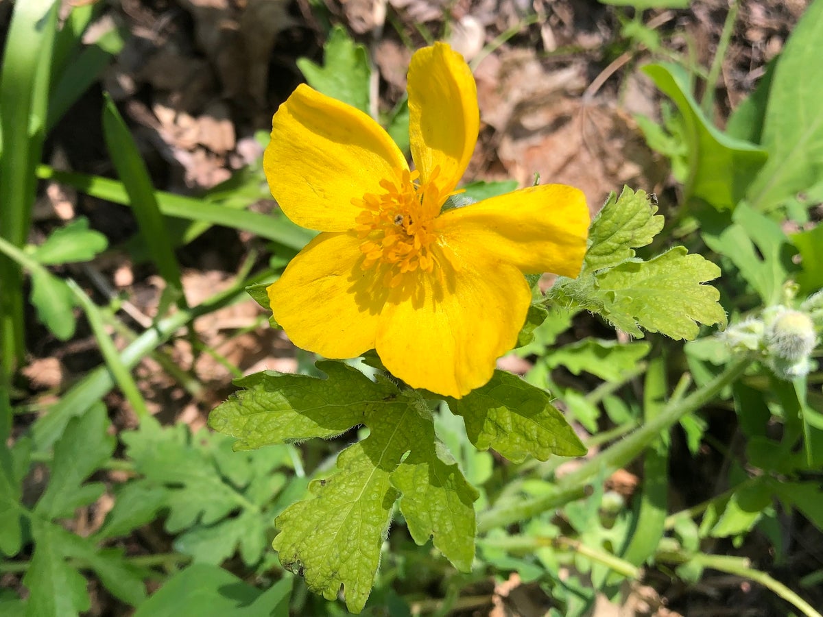 7 ways to identify and appreciate Wisconsin's wildflowers - WPR