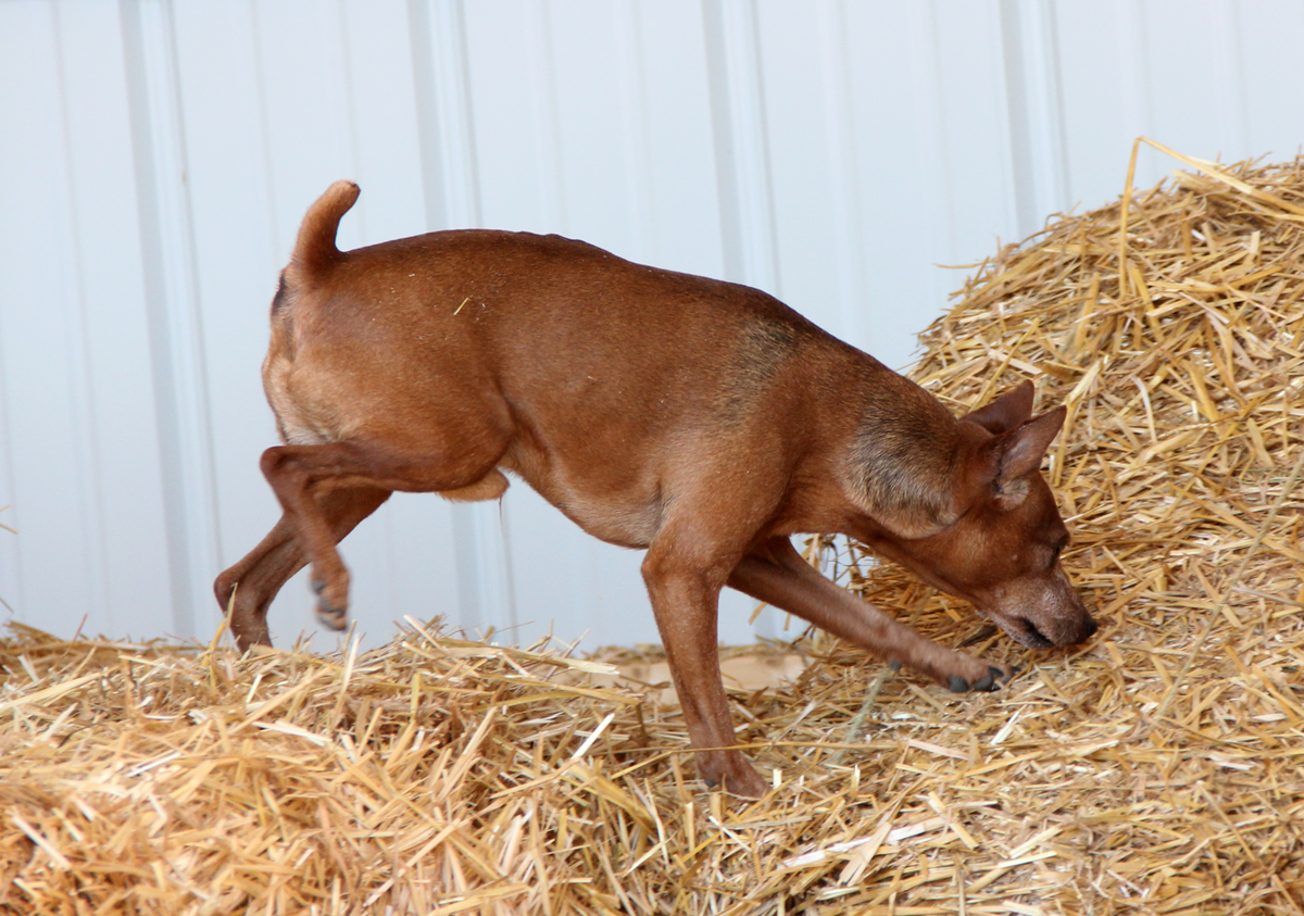 Wisconsin dogs frantically search for hidden rats in sport called Barn ...
