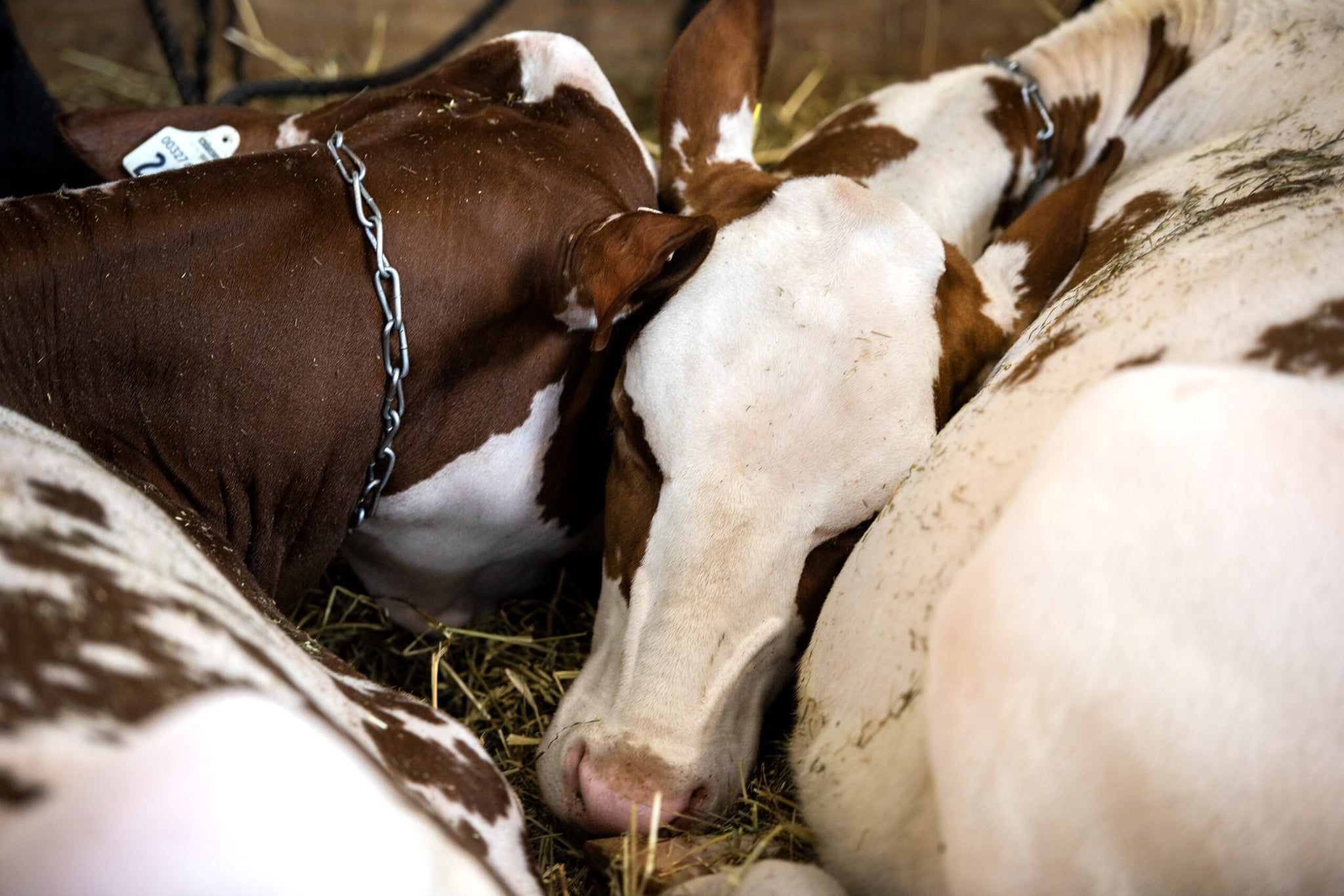 'We know what to do': Wisconsin fairs continue bird flu testing ...