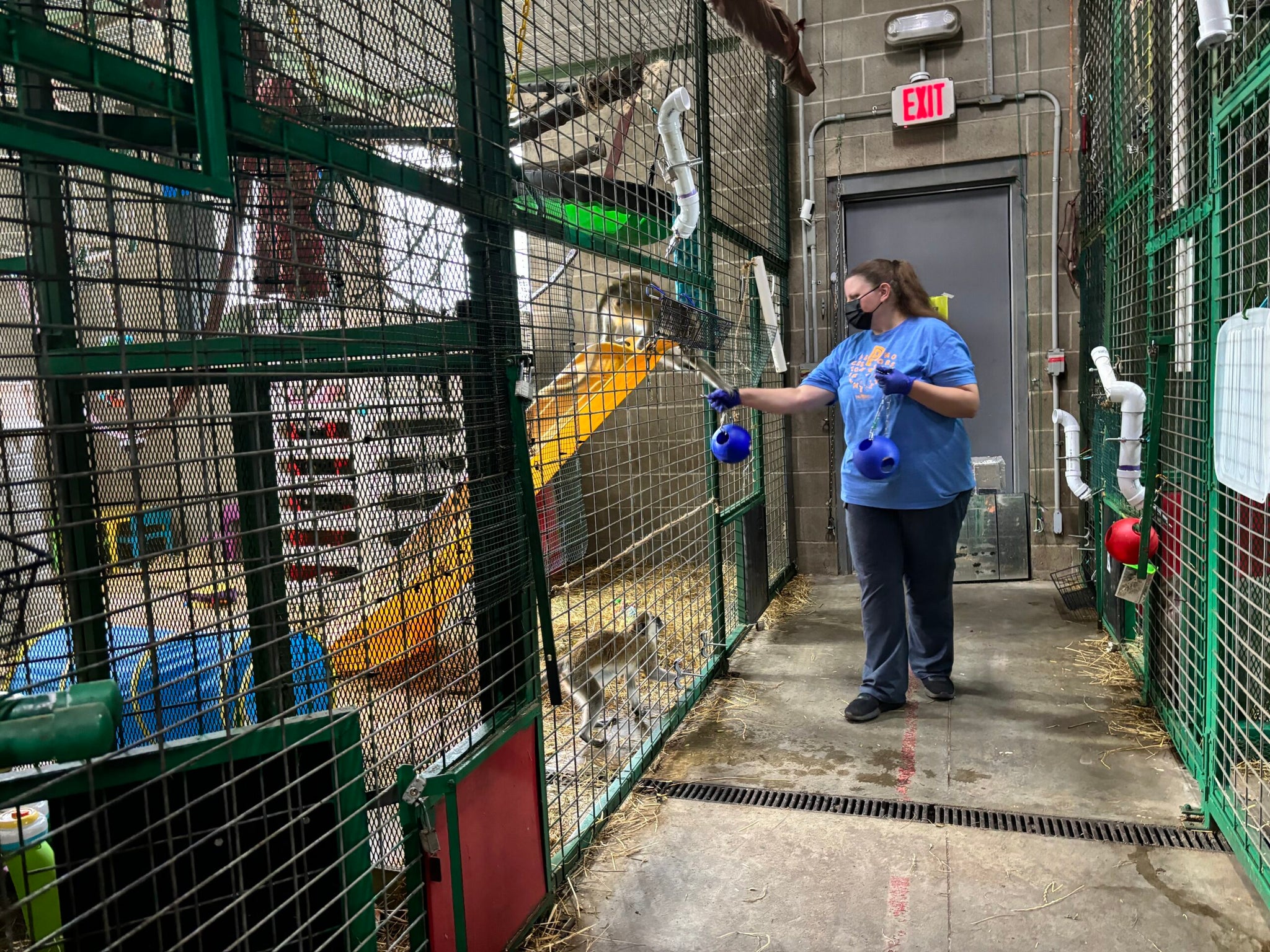 Monkey business: Wisconsin primate sanctuary running out of space - WPR