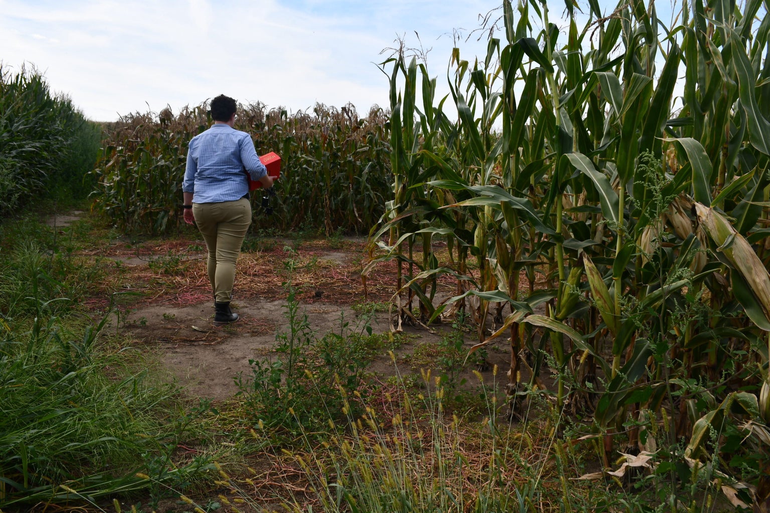 Bugging the bugs: UW-Madison entomologist invents ‘insect eavesdropper ...
