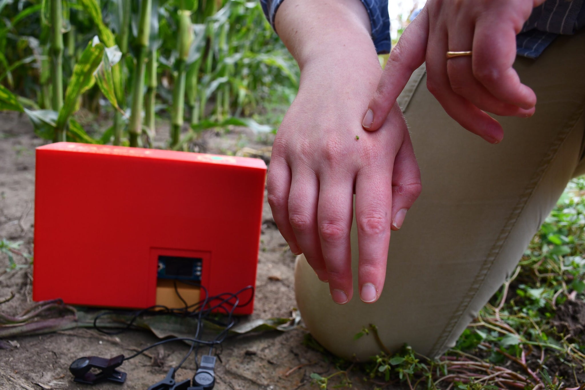 Bugging the bugs: UW-Madison entomologist invents ‘insect eavesdropper ...