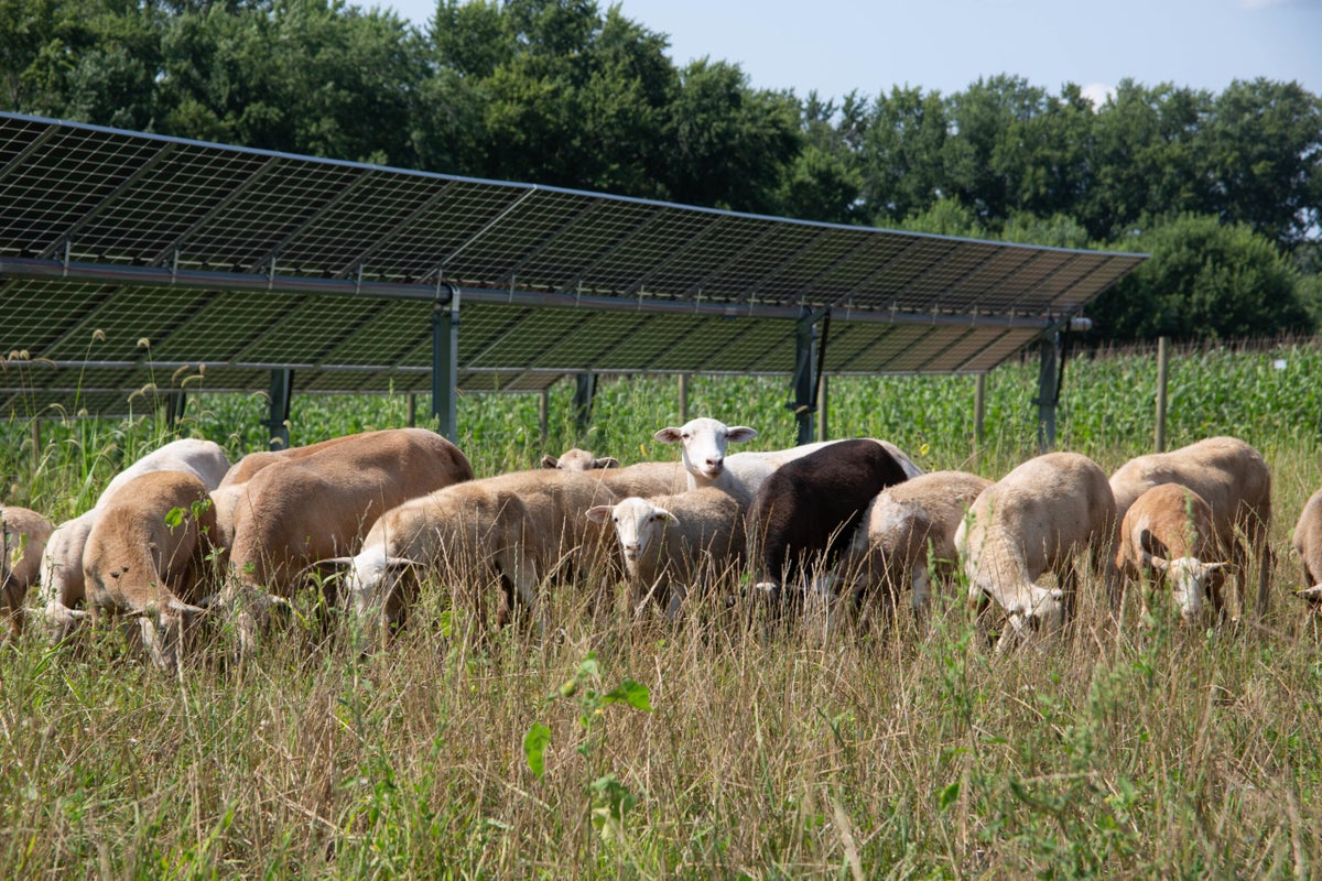 'A great partnership': Fitchburg farm grazing sheep at Dane County ...