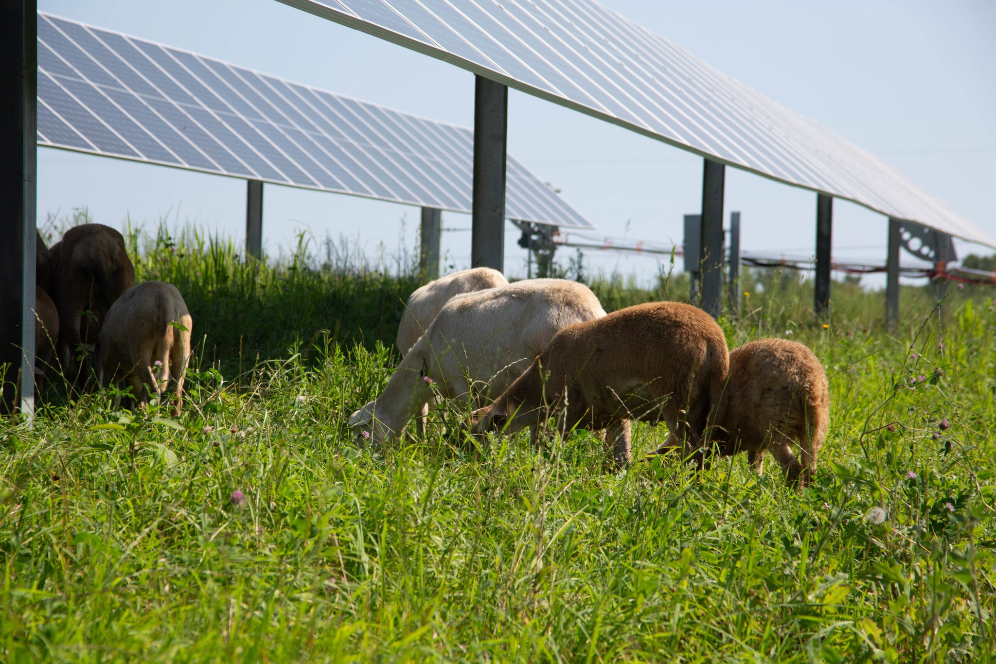 'A great partnership': Fitchburg farm grazing sheep at Dane County ...