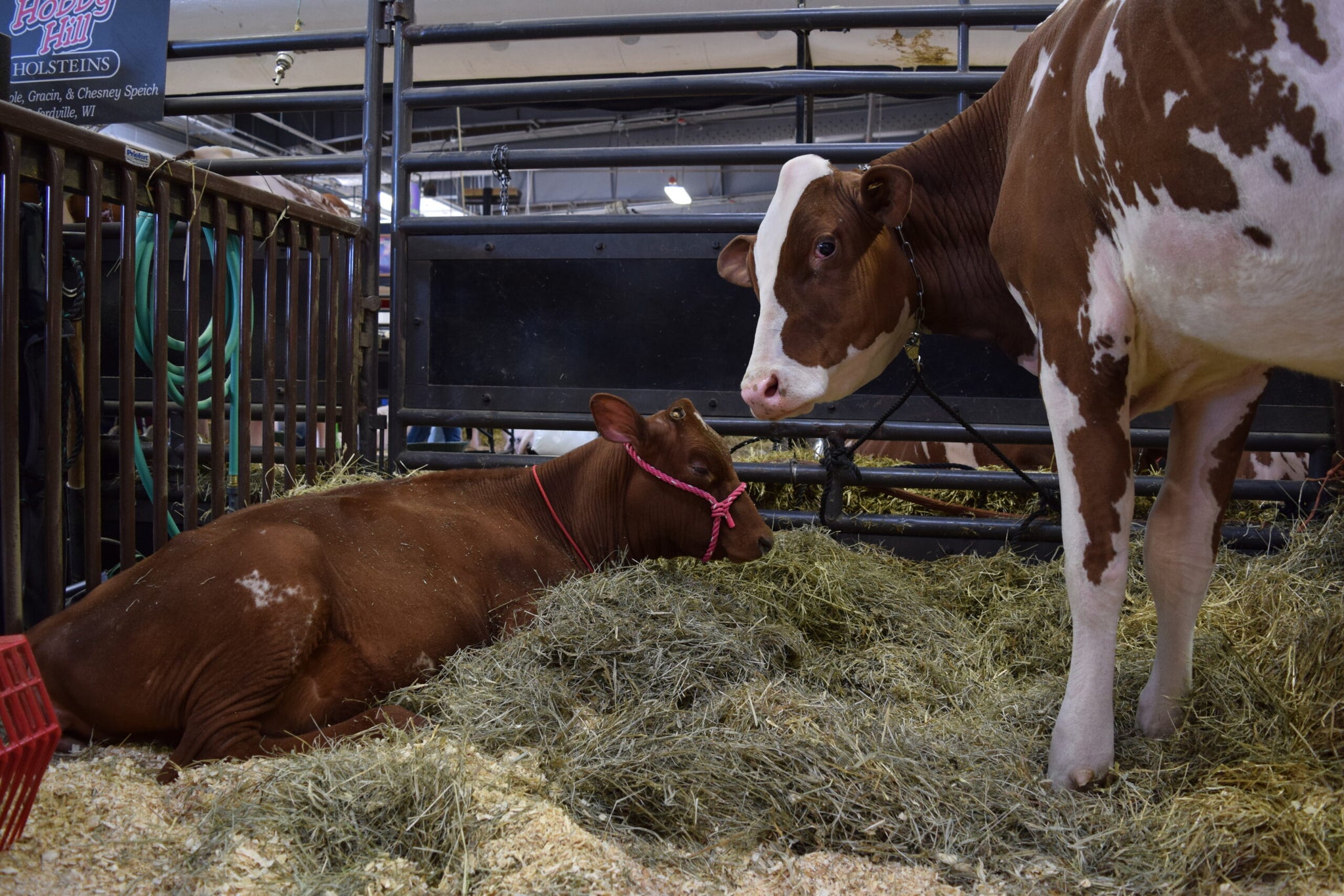 The show goes on at World Dairy Expo despite threat of avian flu - WPR