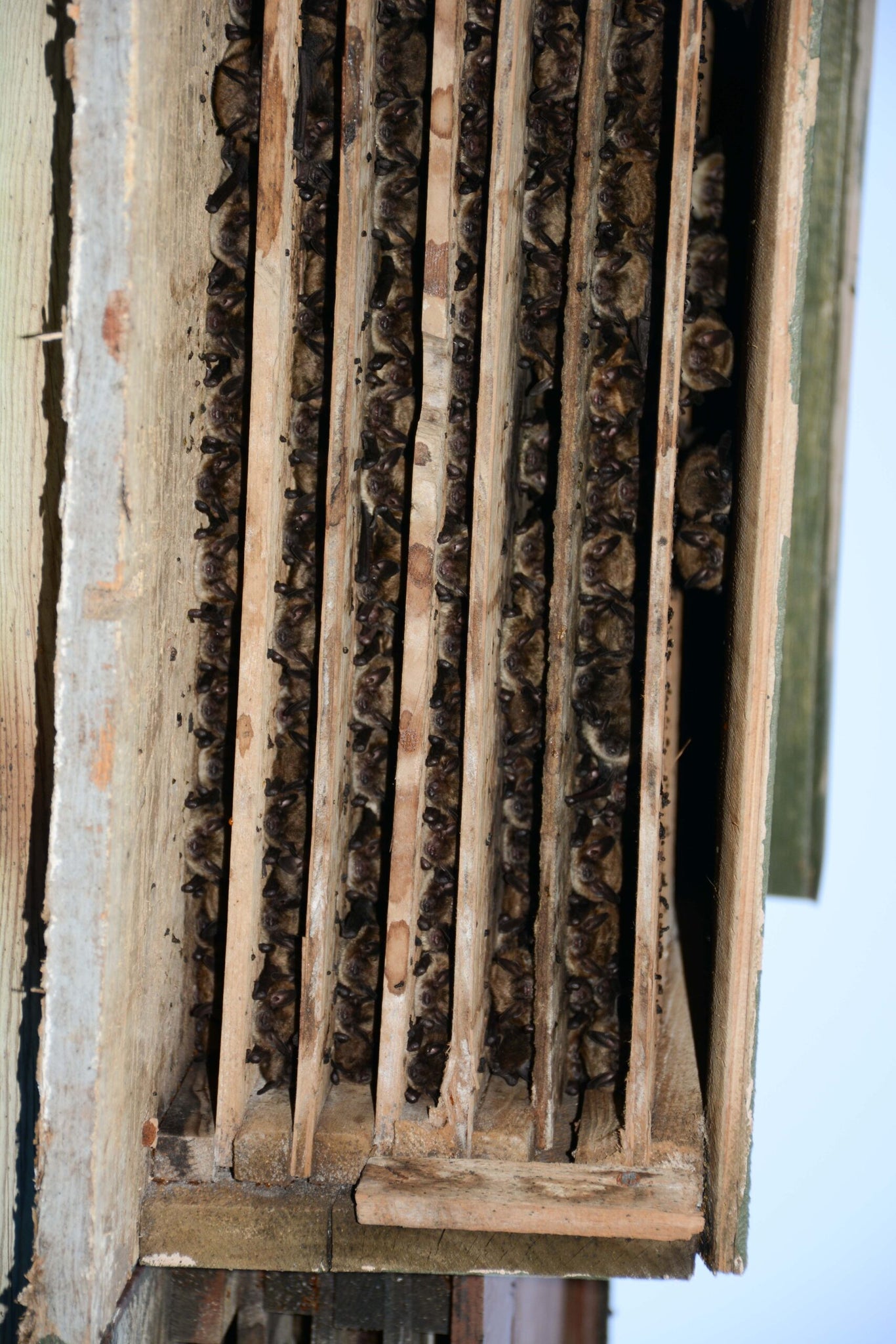 Glimmers of hope for Wisconsin bat species threatened by White Nose ...