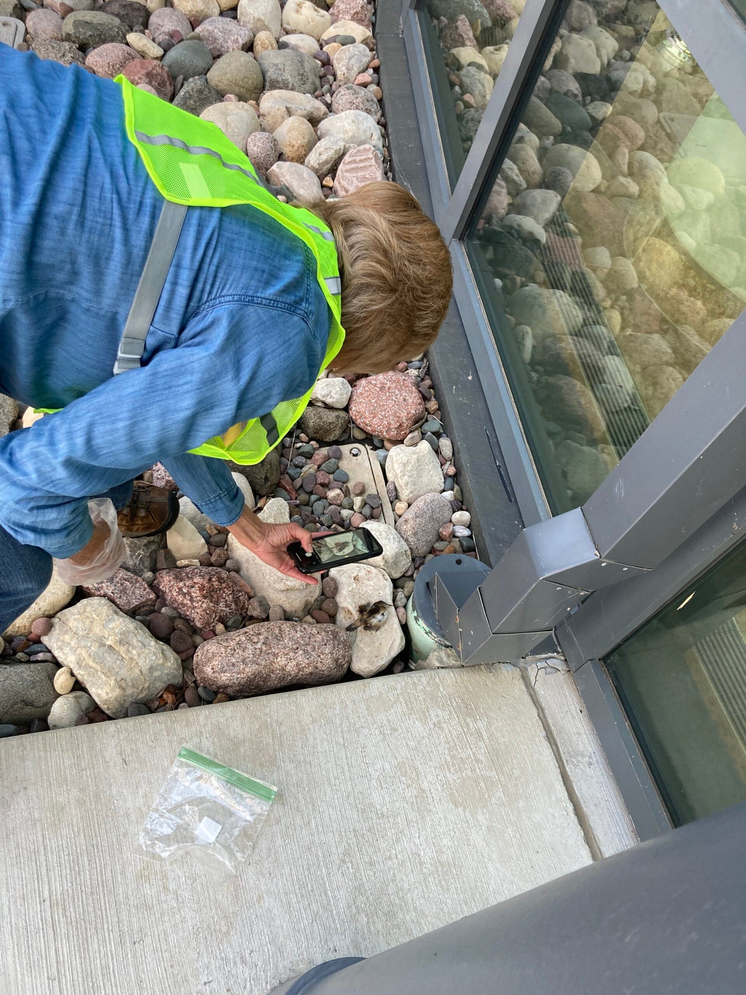Millions of birds die in building collisions. Madison volunteers want ...