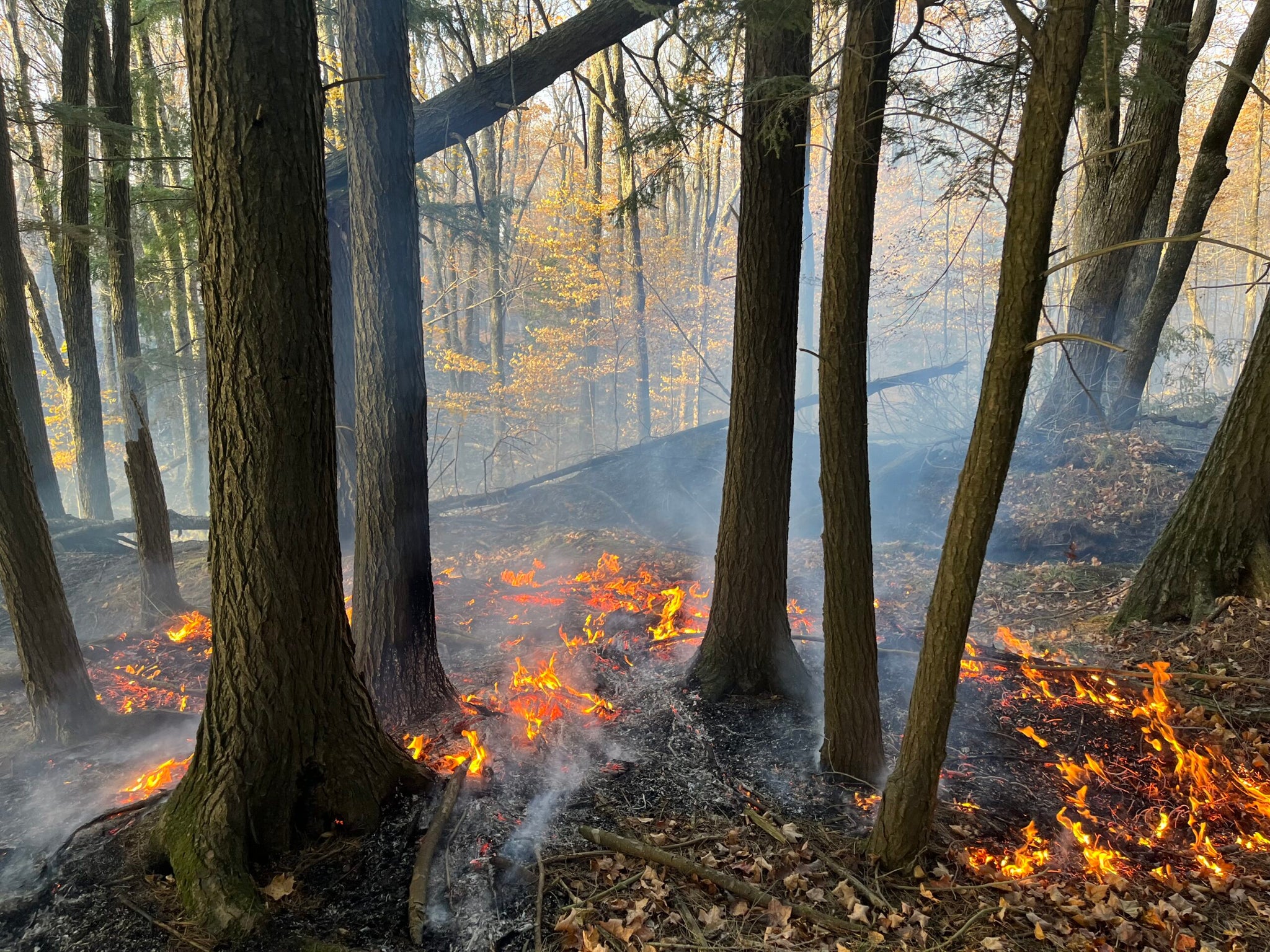 Warm, dry weather sparks hundreds more wildfires than normal - WPR